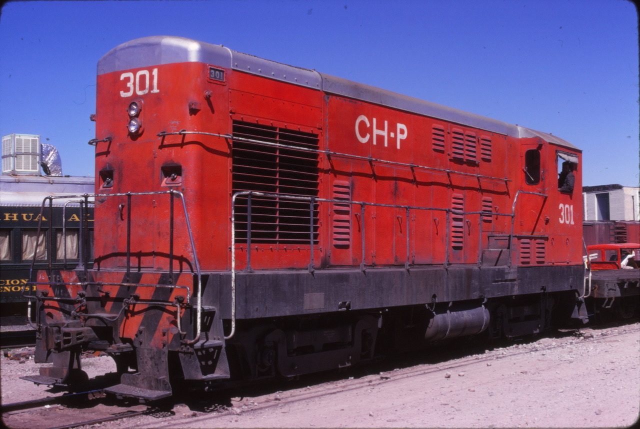 Chihuahua del Pacifico profile