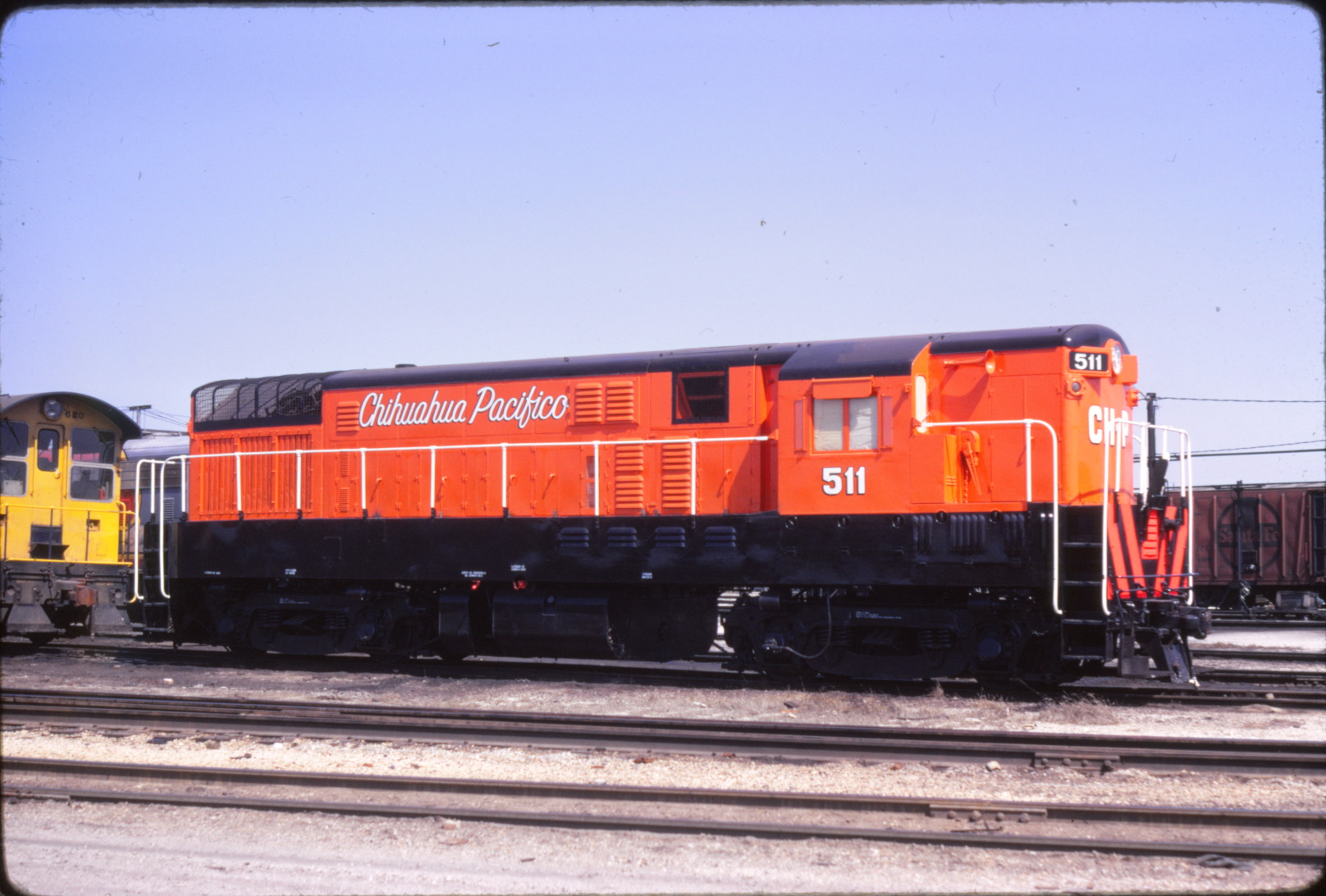 Chihuahua del Pacifico profile