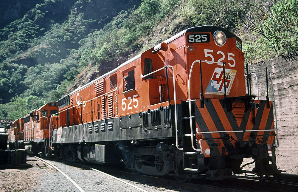 Chihuahua del Pacifico profile