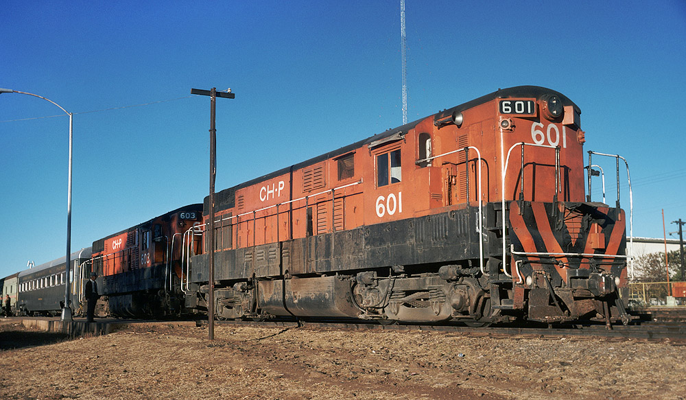 Chihuahua del Pacifico profile